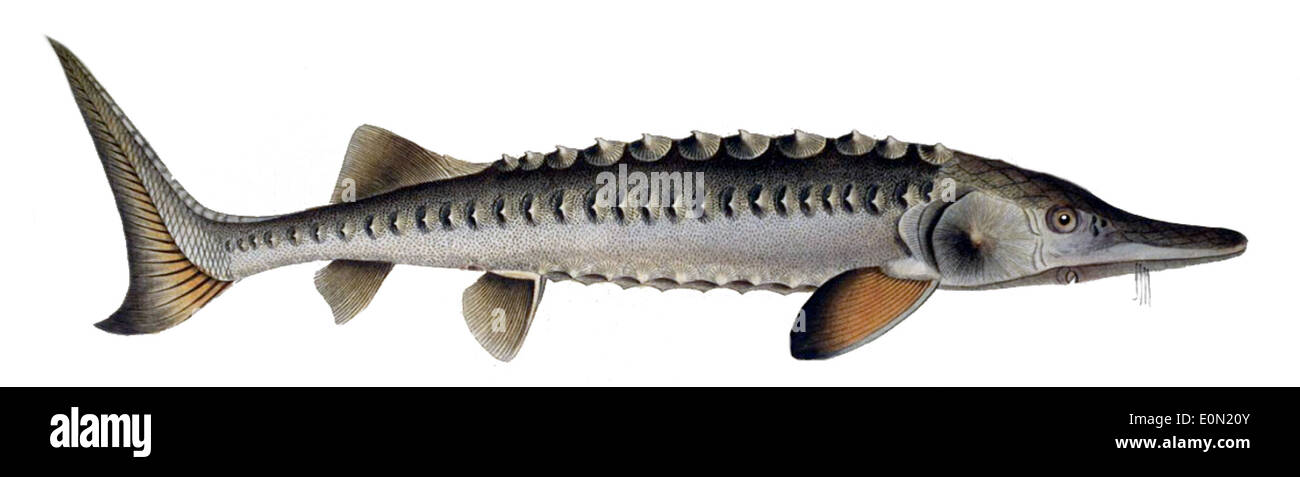 Acipenser sturio hi-res stock photography and images - Alamy