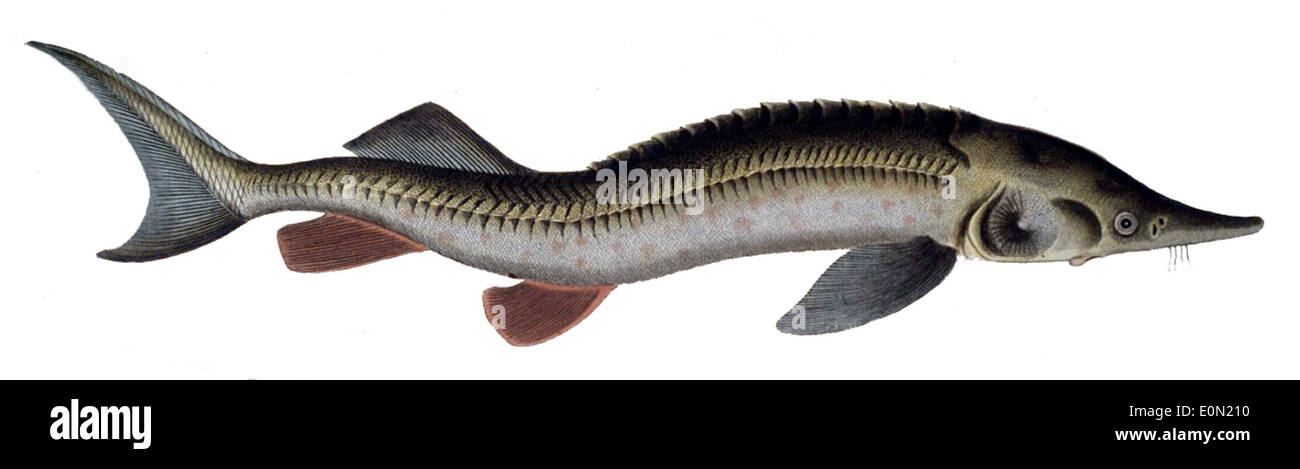 Acipenser ruthenus hi-res stock photography and images - Alamy