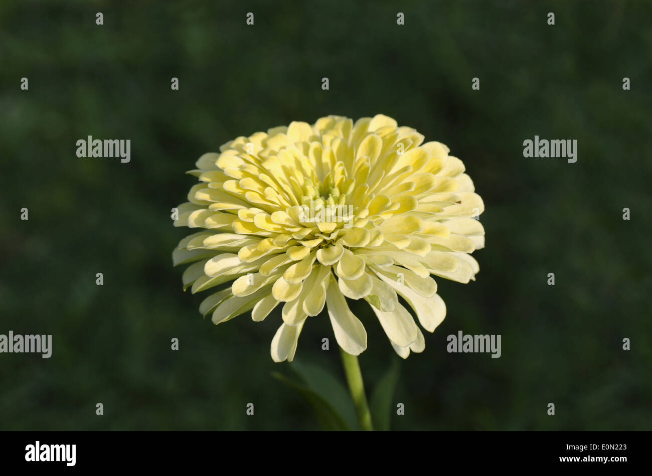 India dahlia flower hi-res stock photography and images - Alamy