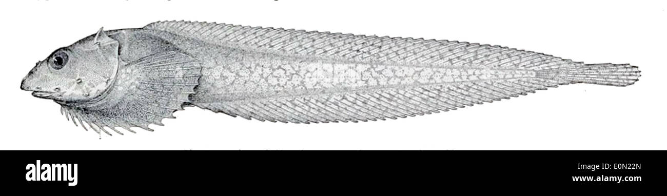 Spiny fish species Cut Out Stock Images & Pictures - Alamy