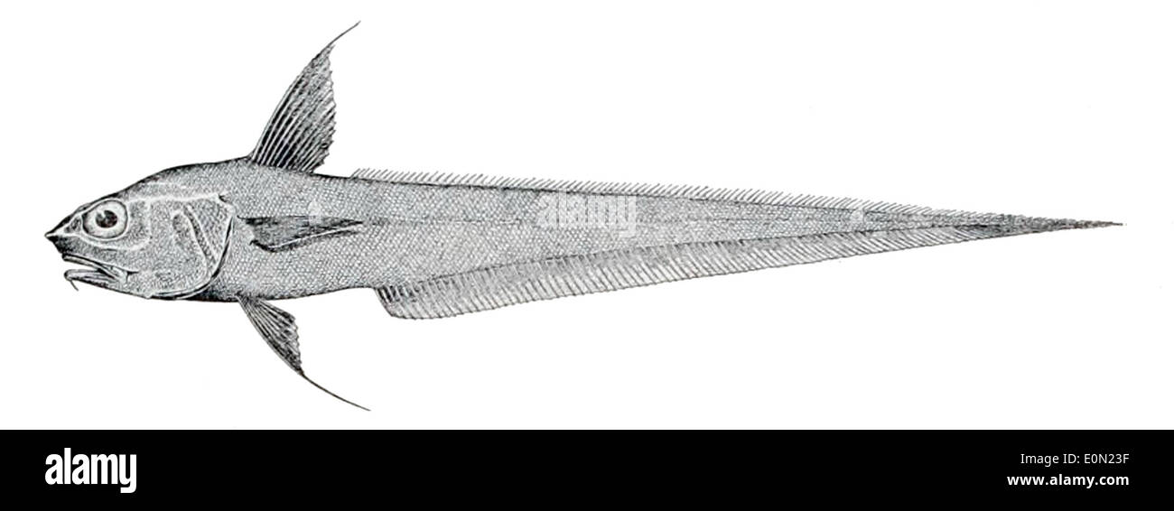 Coryphaenoides filifer hi-res stock photography and images - Alamy