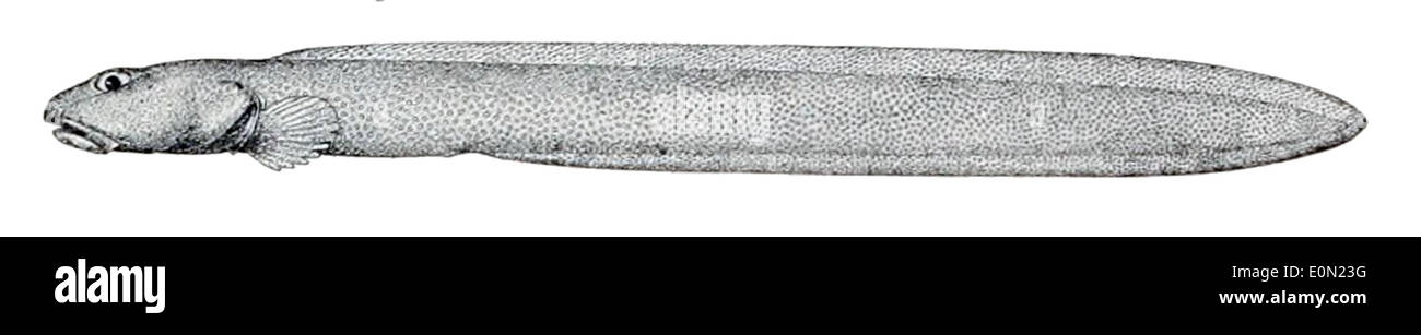 Pacific ocean eel Cut Out Stock Images & Pictures - Alamy