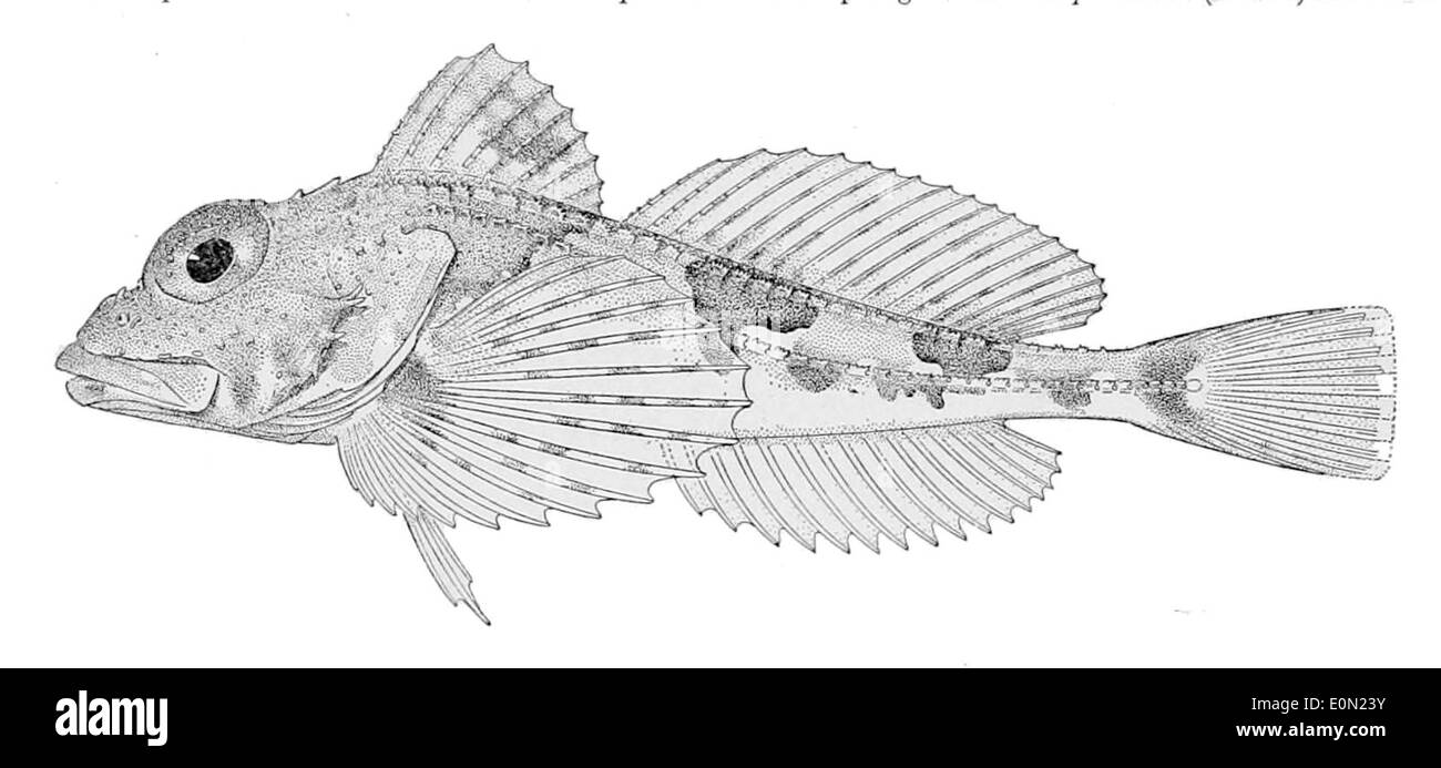 Hooked fish Black and White Stock Photos & Images - Alamy