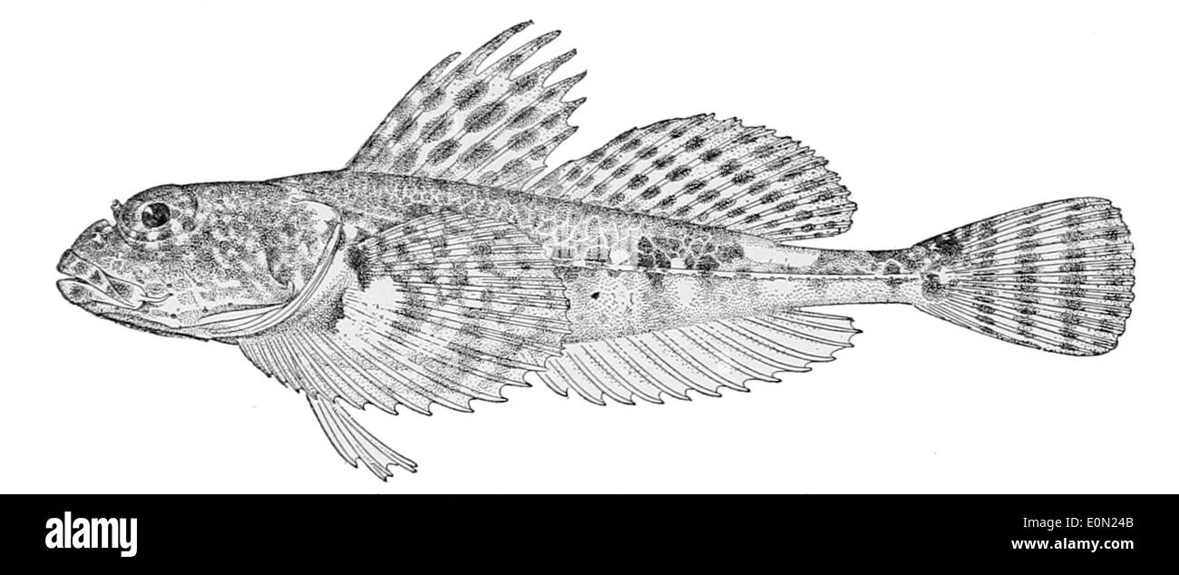 Artediellus camchaticus, also known as the Kamchatka sculpin, is a ...