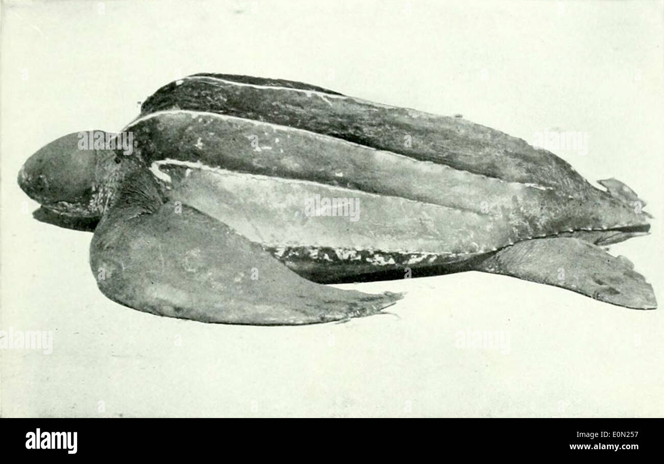 Dermochelys coriacea, also known as the leatherback sea turtle, is the ...