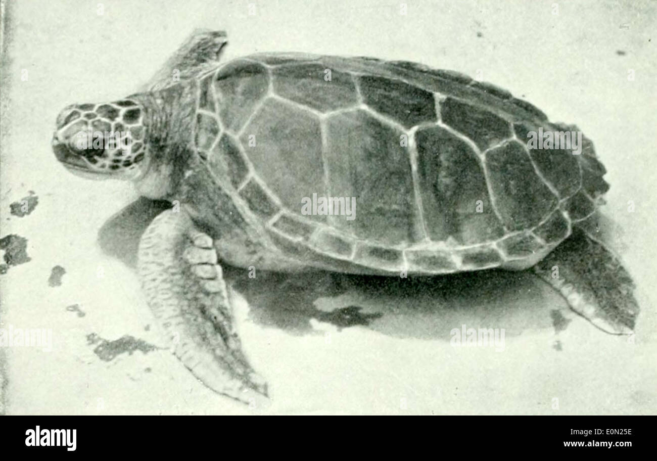 Sea turtle morphology hi-res stock photography and images - Alamy