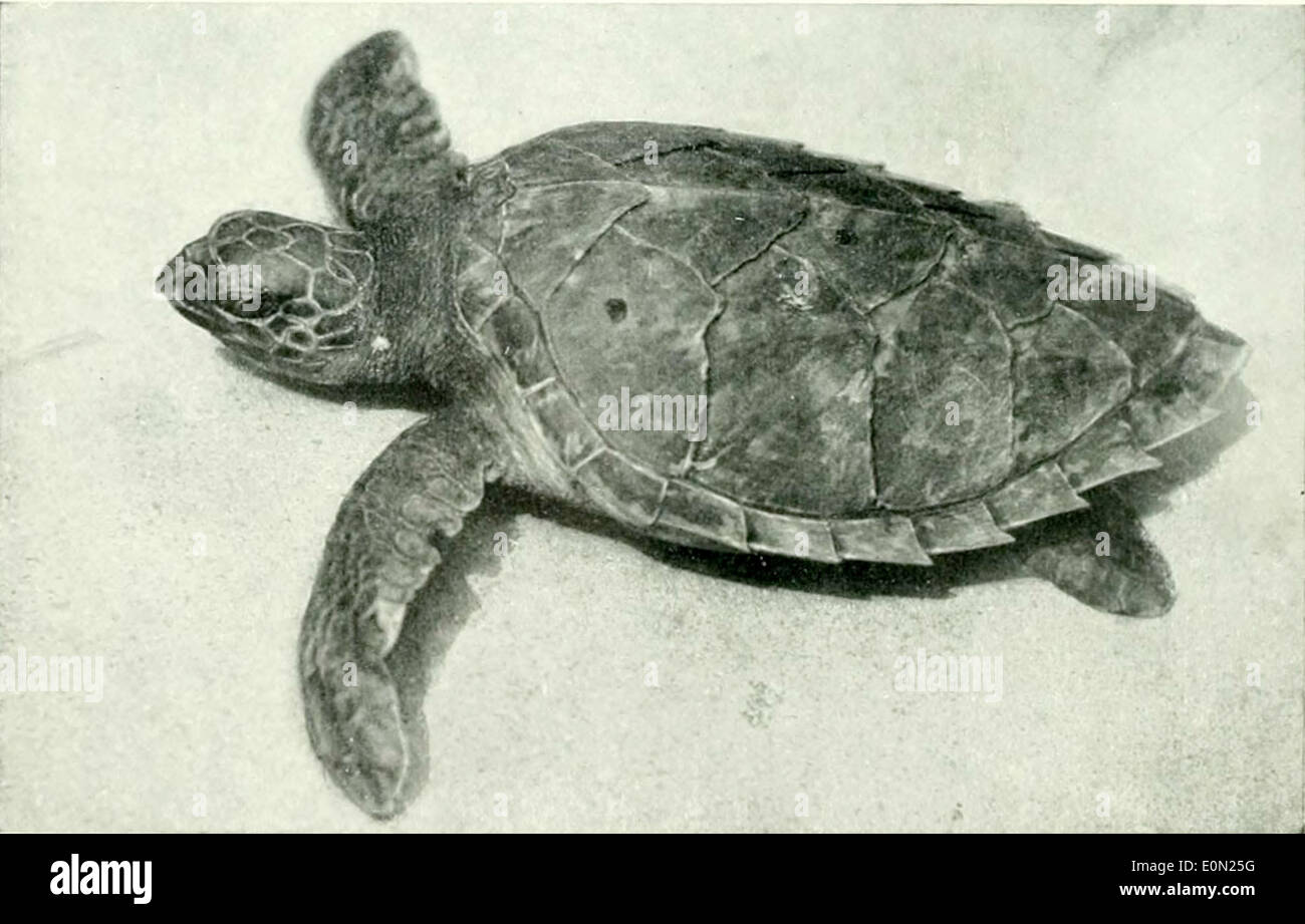 Sharp pointed beak hi-res stock photography and images - Alamy