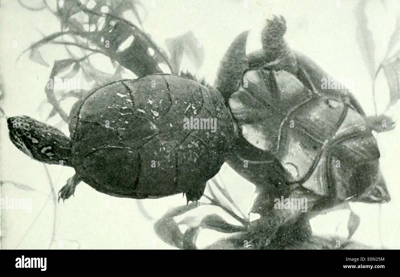 Eastern mud turtles hi-res stock photography and images - Alamy