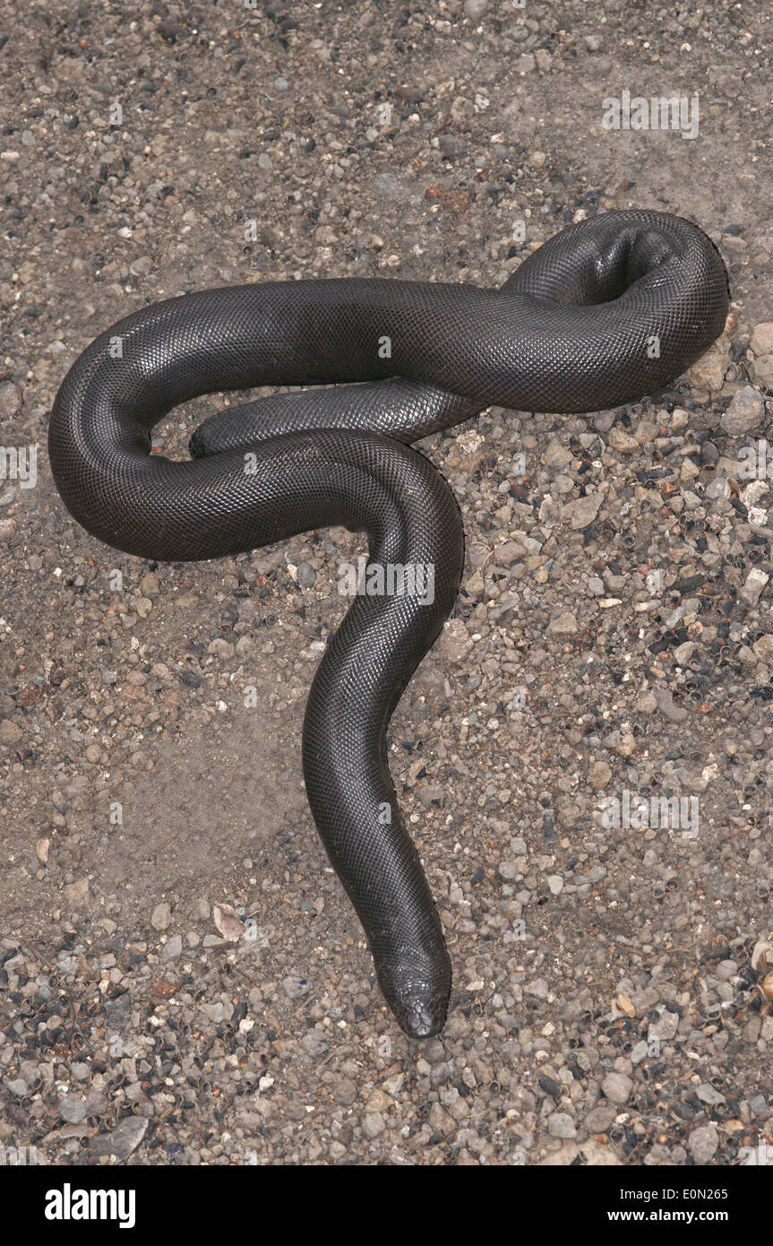 Red sand boa hi-res stock photography and images - Alamy