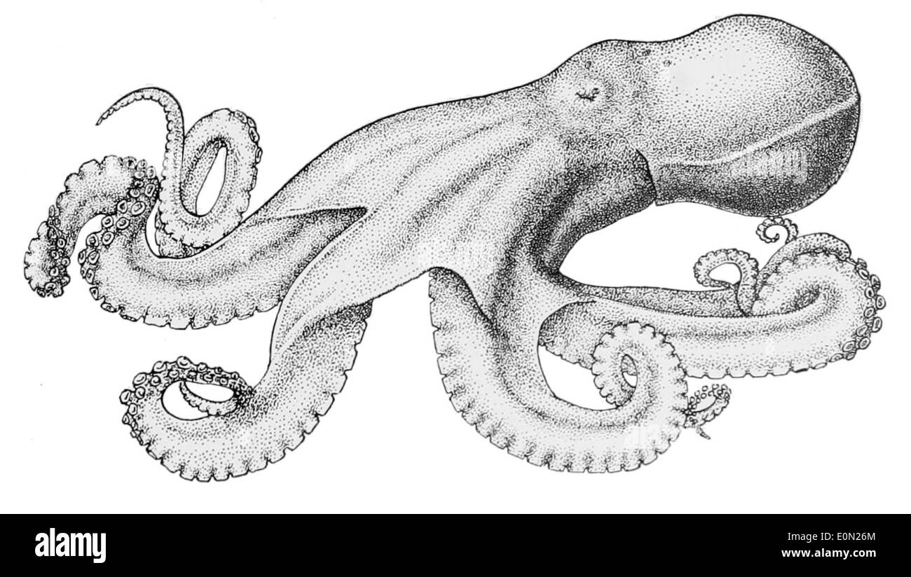 Octopus behavior Black and White Stock Photos & Images - Alamy
