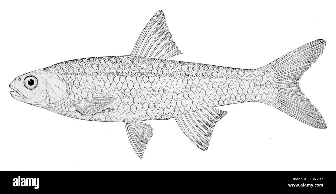 Notropis shumardi, commonly known as the silverjaw minnow, is a species ...