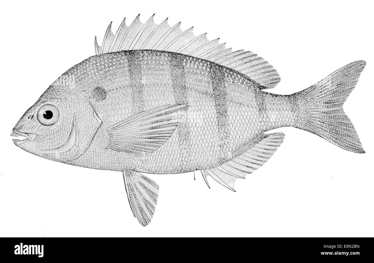 Killifish Black and White Stock Photos & Images - Alamy