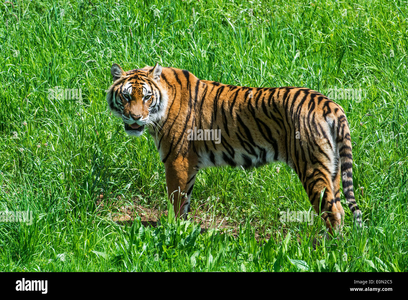 Bengal tiger (Panthera tigris tigris) native to India, Bangladesh ...