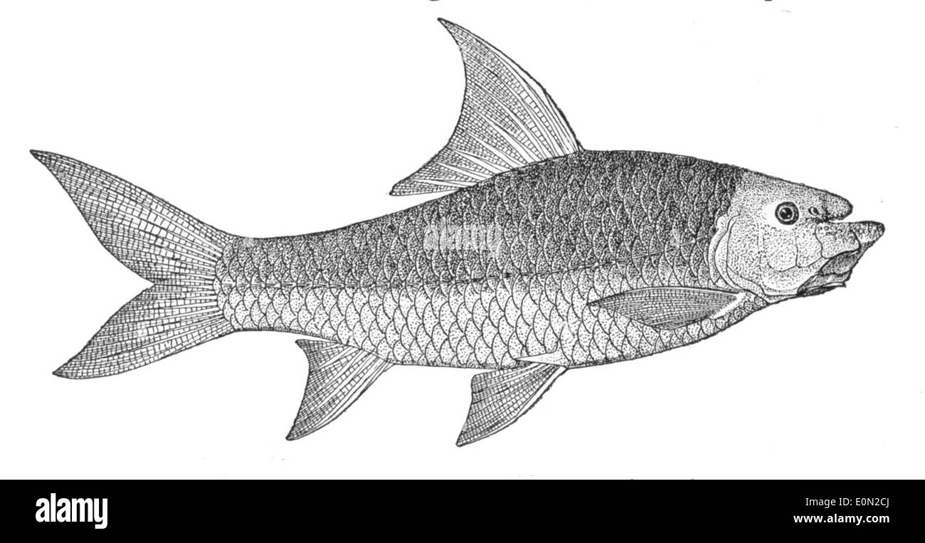 Catfish anatomy hi-res stock photography and images - Alamy