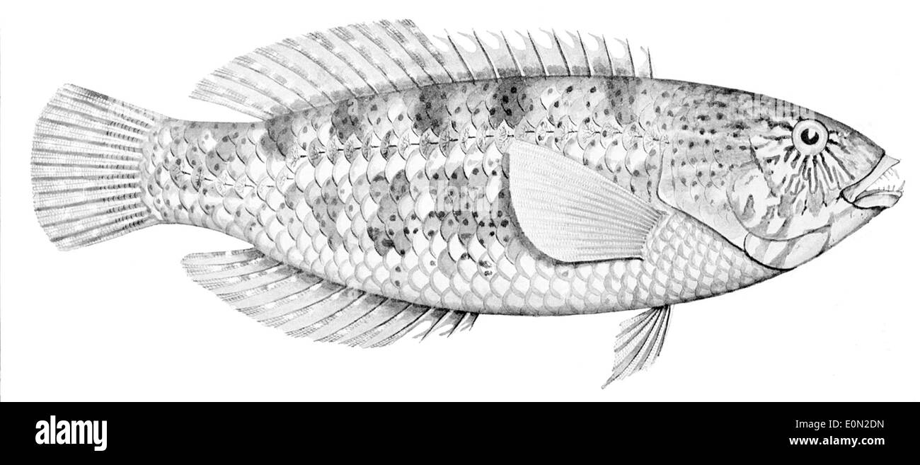 Common species of fish Black and White Stock Photos & Images - Alamy