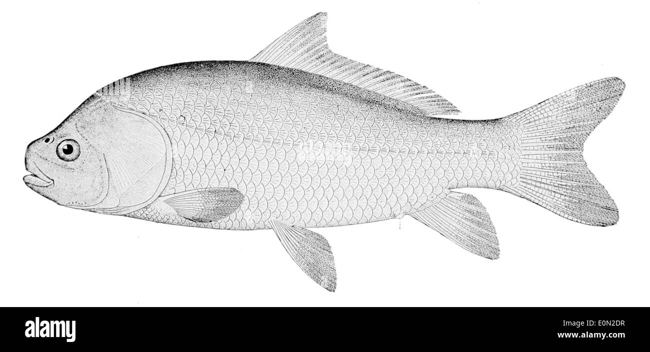 Smallmouth buffalo hi-res stock photography and images - Alamy