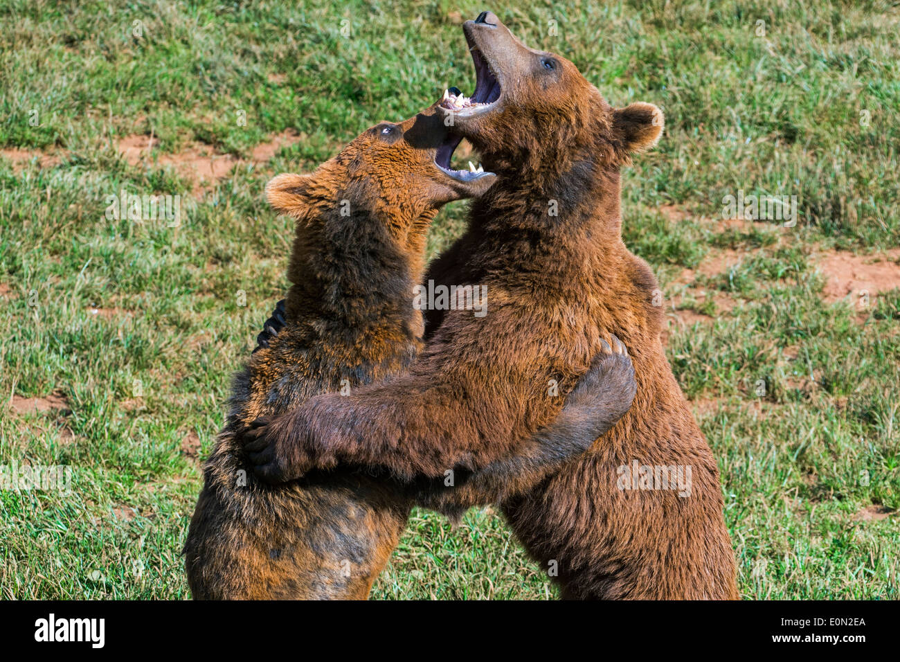 Bear standing on two legs hi-res stock photography and images - Alamy