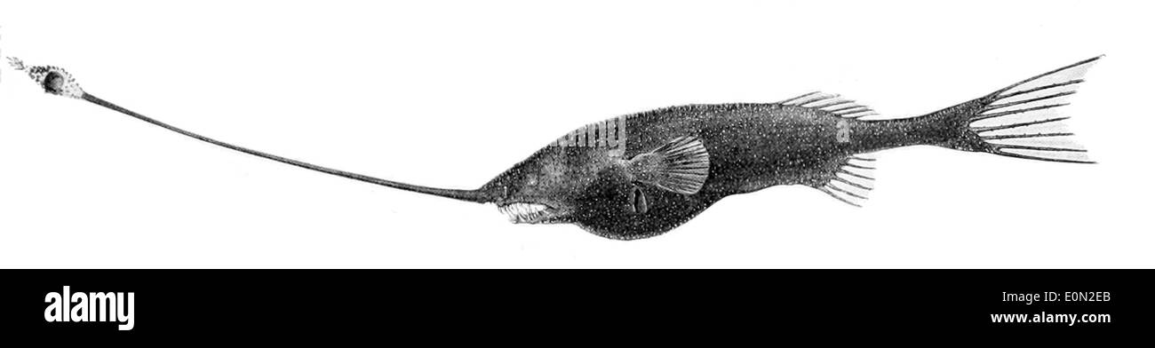 Vanhoeffeni hi-res stock photography and images - Alamy