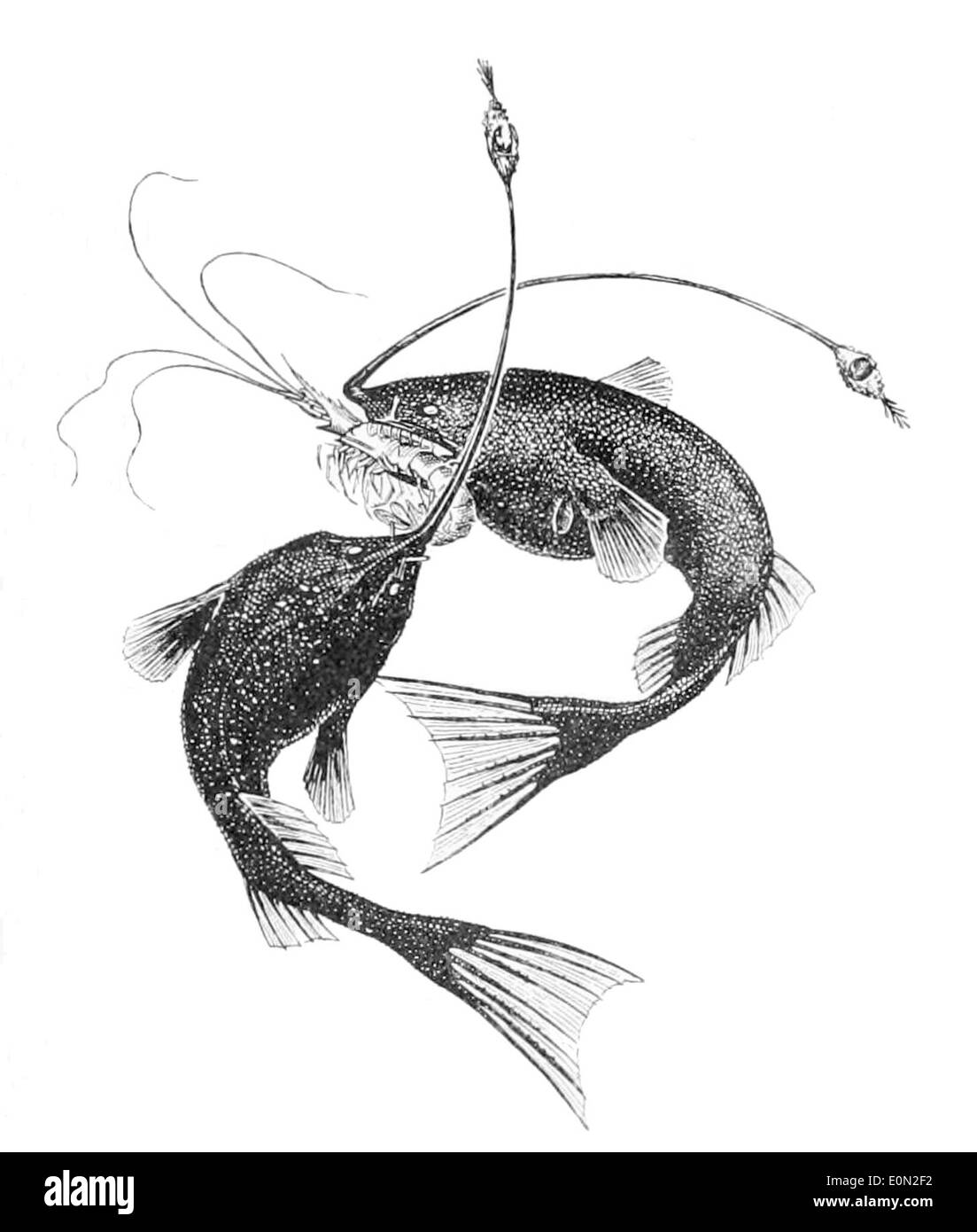 Gigantactis vanhoeffeni is a deep-sea species known for its large size ...