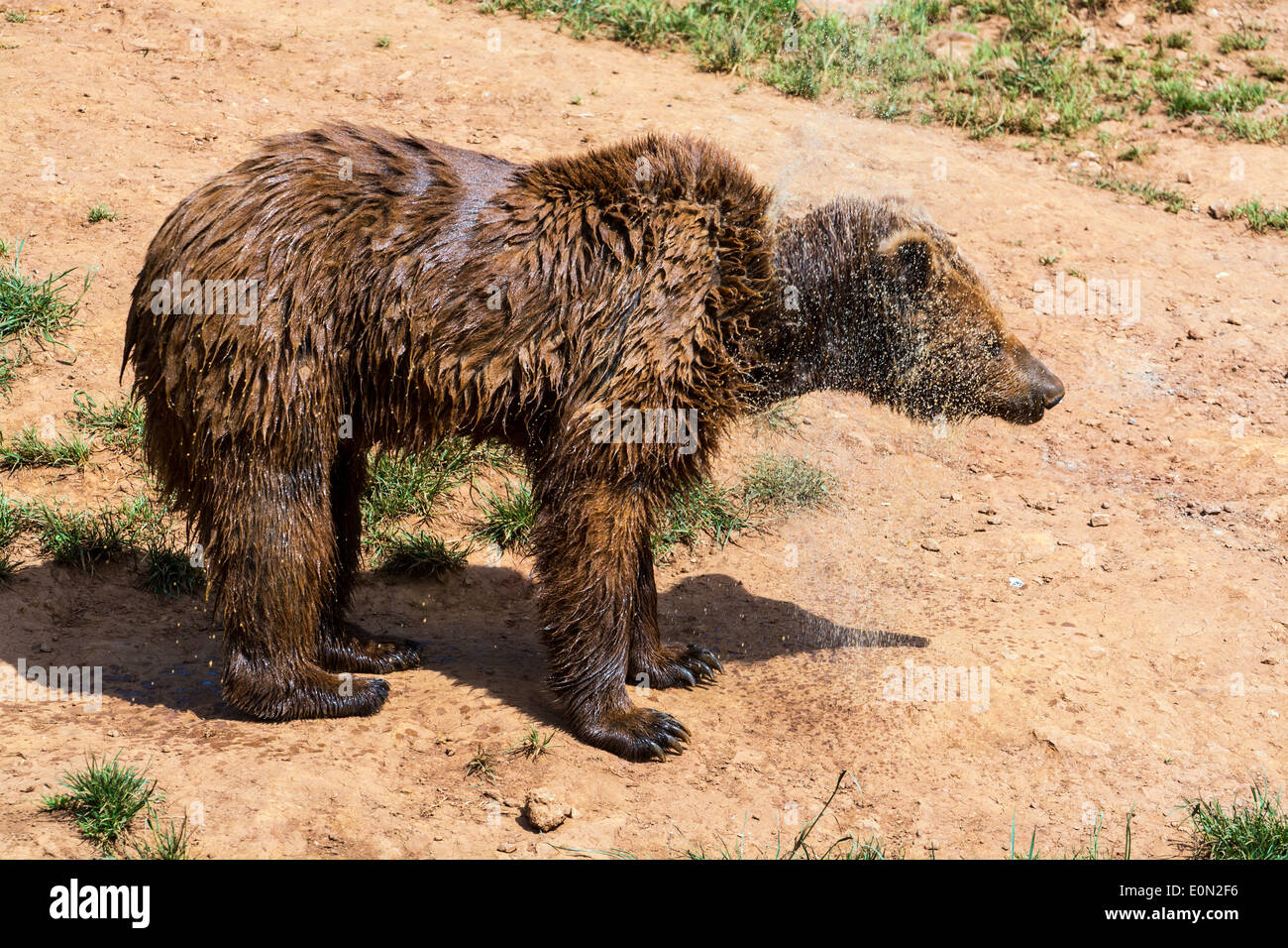Wet bear hi-res stock photography and images - Alamy