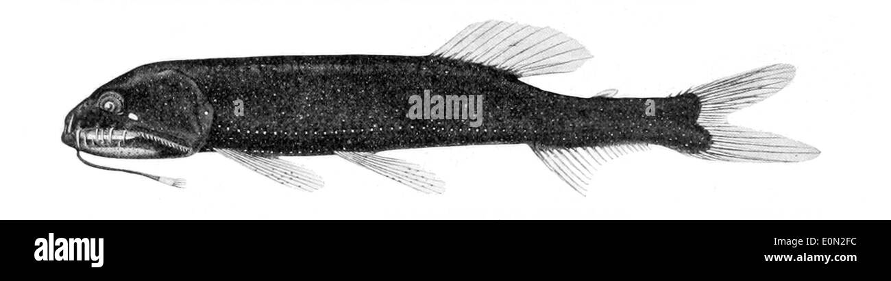 Attracting prey hi-res stock photography and images - Alamy