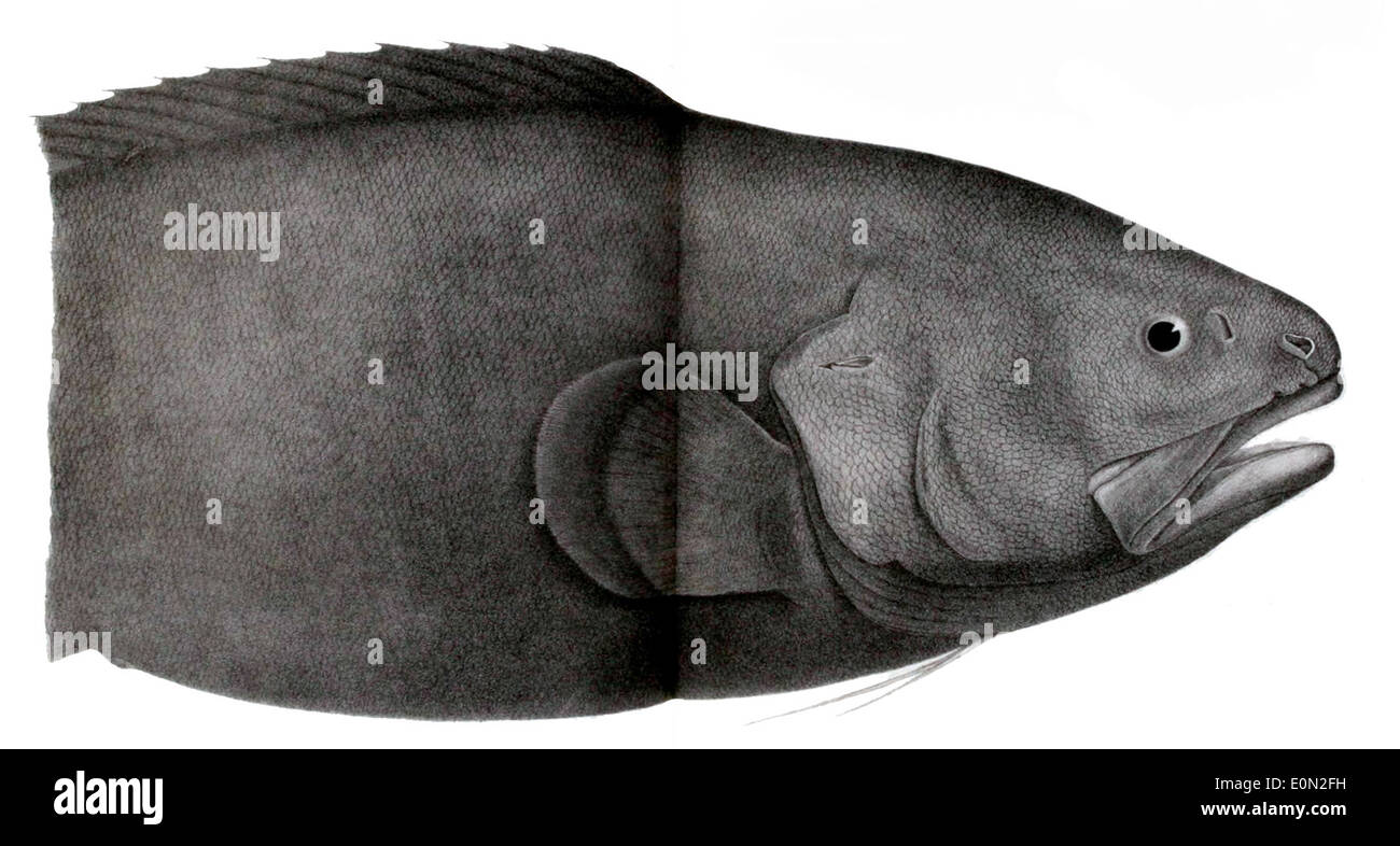 Spectrunculus grandis hi-res stock photography and images - Alamy