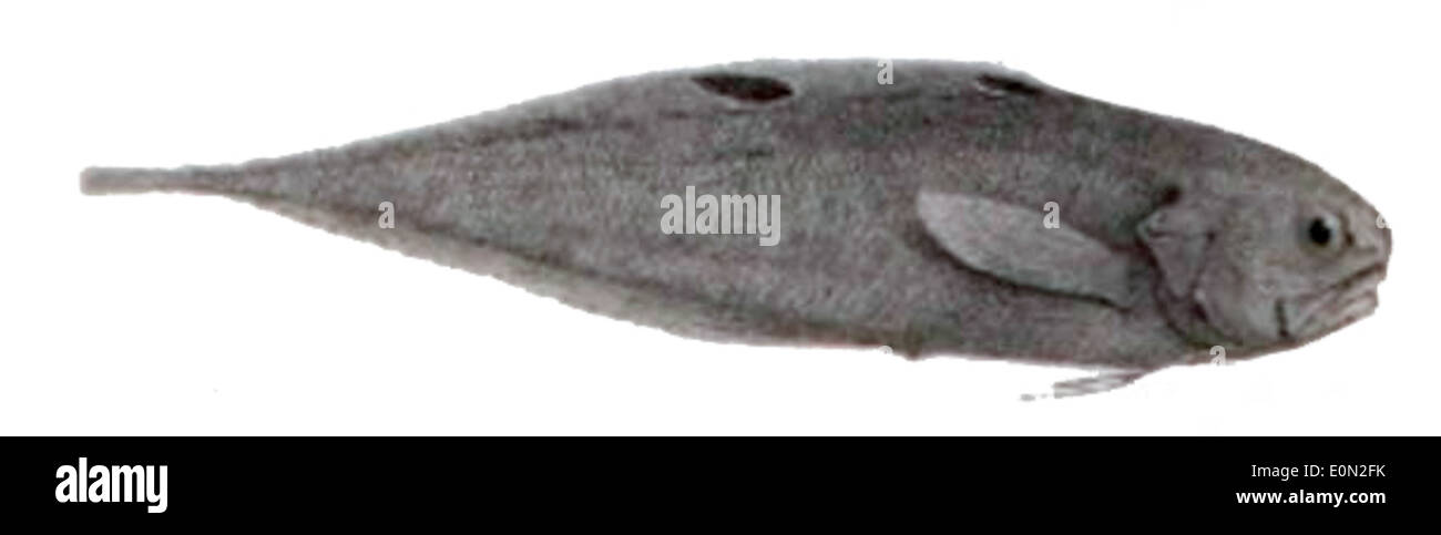 Neobythites ocellatus hi-res stock photography and images - Alamy