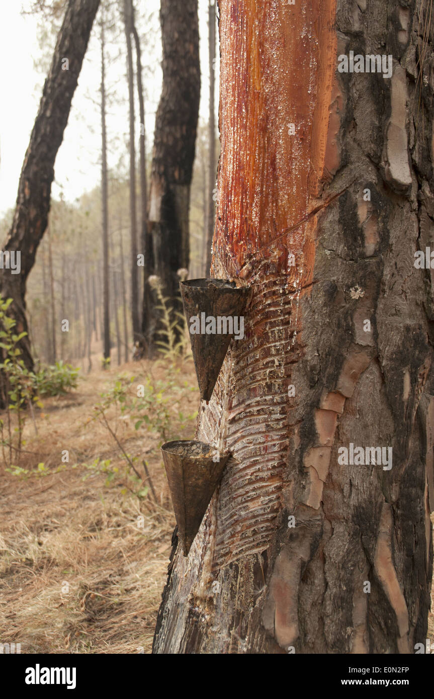 Gum is being extracted from pine tree. Almora district, Uttarakhand ...