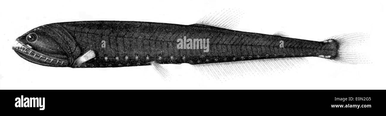 Gonostoma elongatum hi-res stock photography and images - Alamy