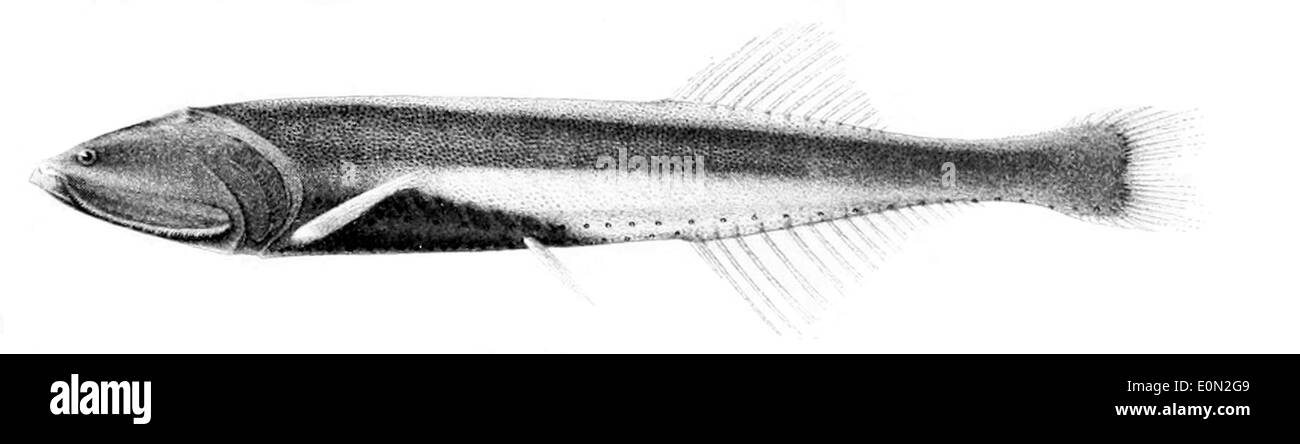 Cyclothone pallida hi-res stock photography and images - Alamy