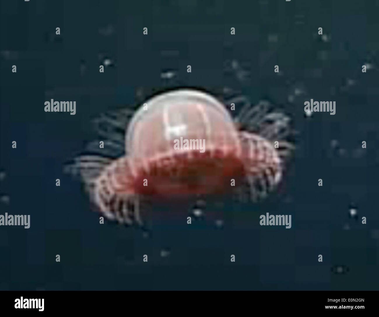 Bell shaped body hi-res stock photography and images - Alamy