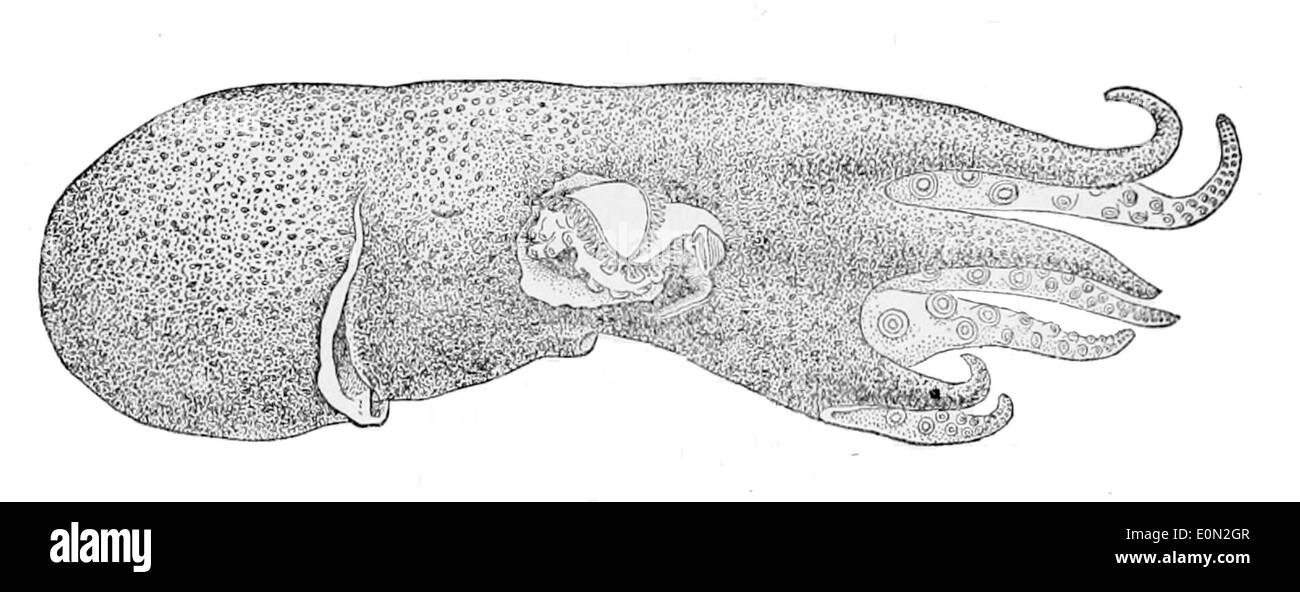 Haliphron hi-res stock photography and images - Alamy