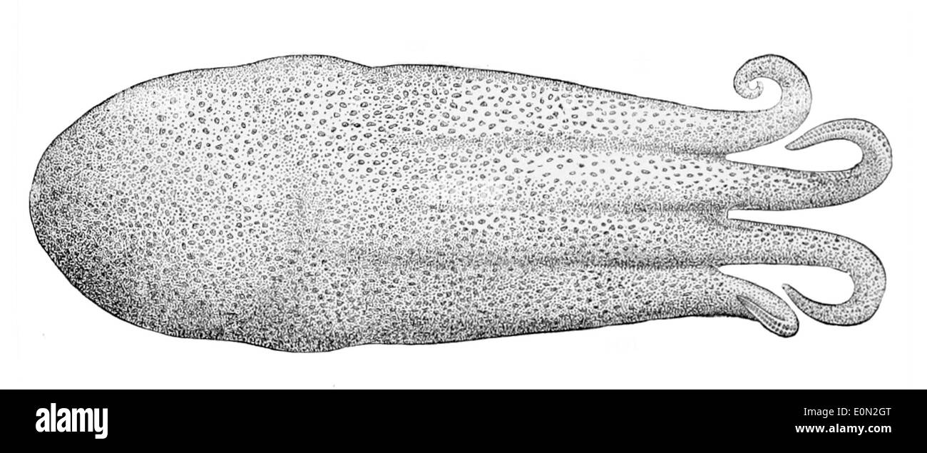 Haliphron Atlanticus