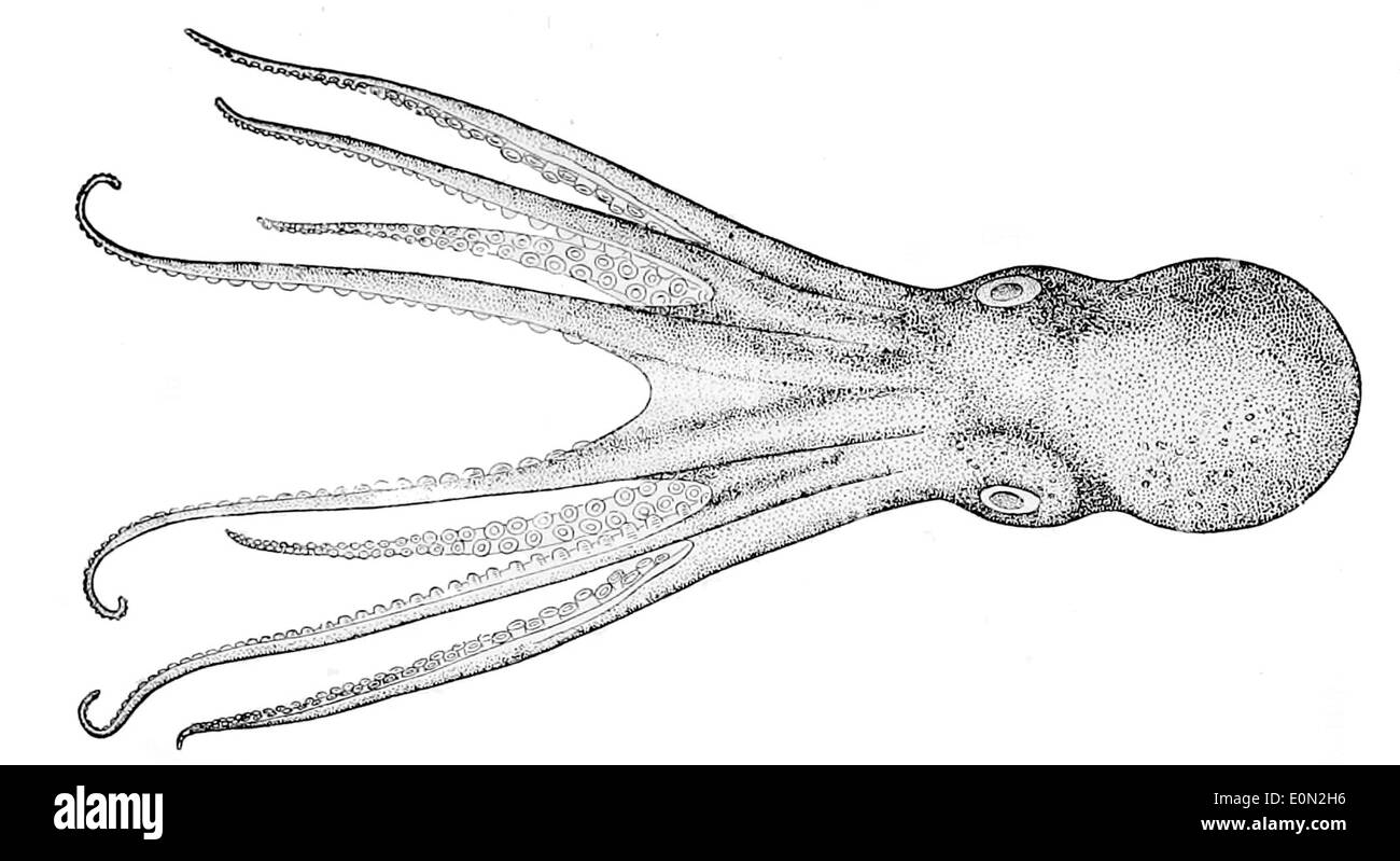 Benthoctopus piscatorum, a deep-sea octopus species, is known for its ...