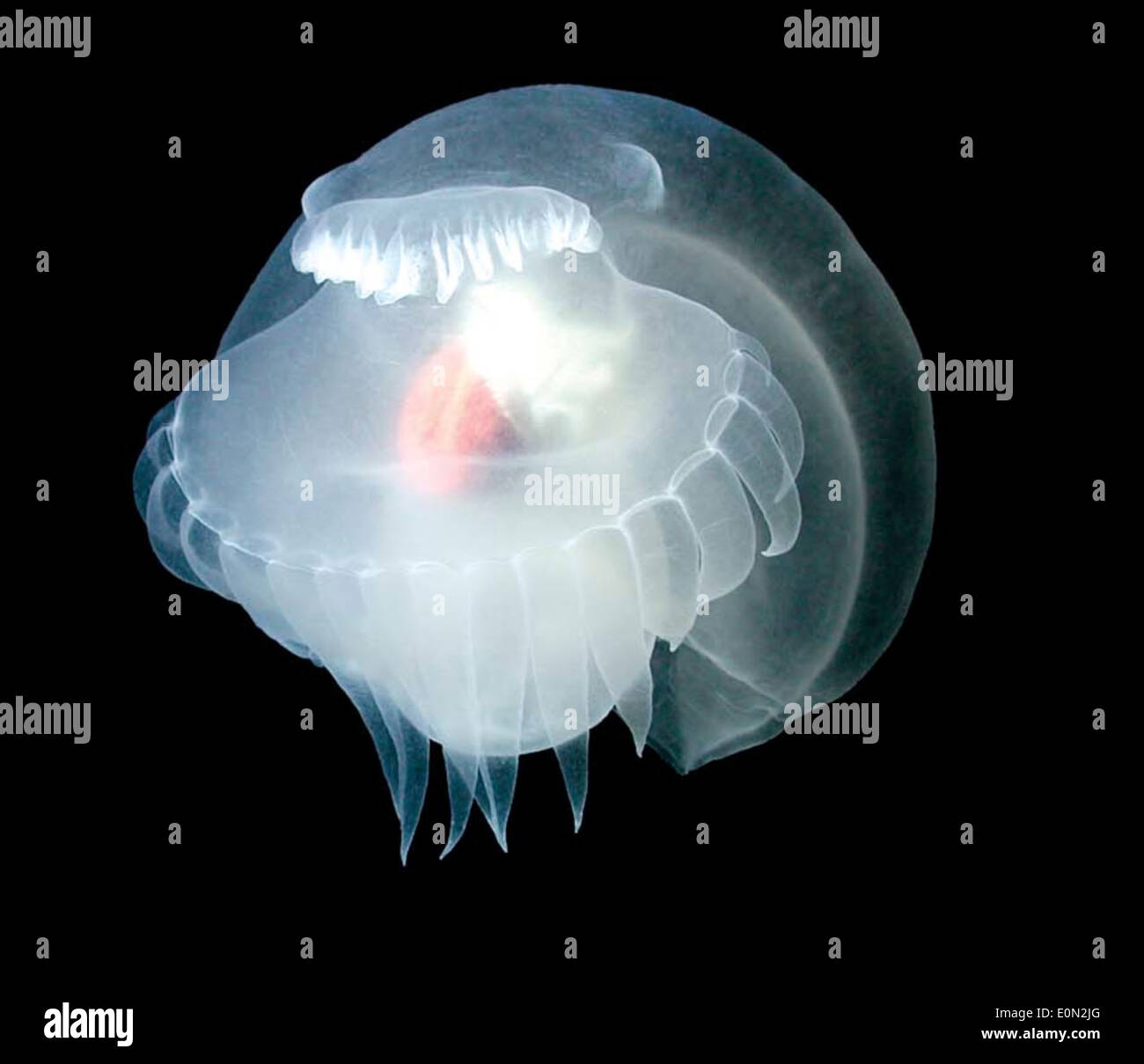 The mystery mollusc is a term used to describe an unidentified species ...