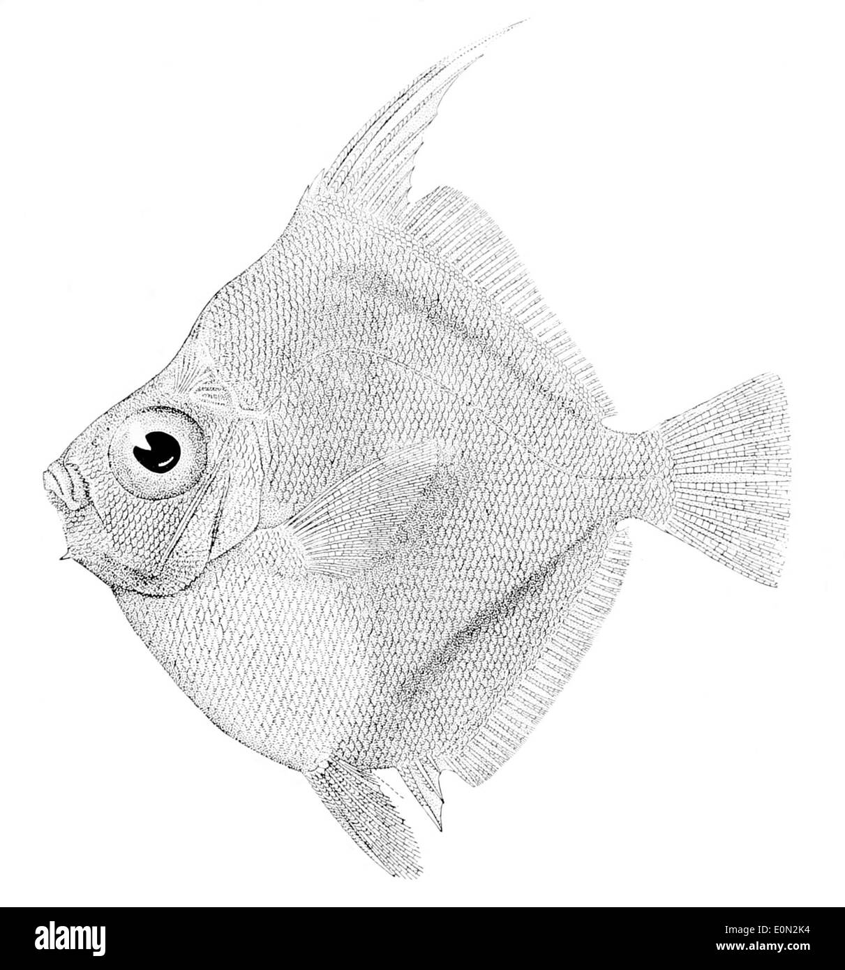 Antigonia hi-res stock photography and images - Alamy