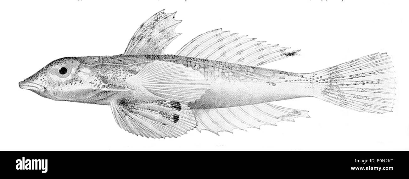 Coral anatomy Black and White Stock Photos & Images - Alamy