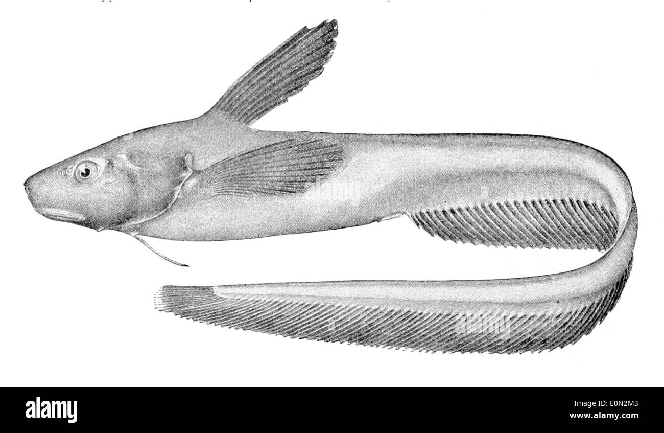 Goby anatomy Black and White Stock Photos & Images - Alamy