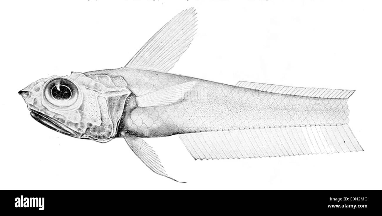 Distinctive vertical striations hi-res stock photography and images - Alamy