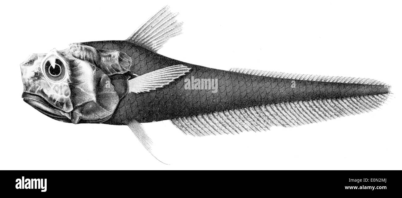 1000 Cut Out Stock Images & Pictures - Alamy