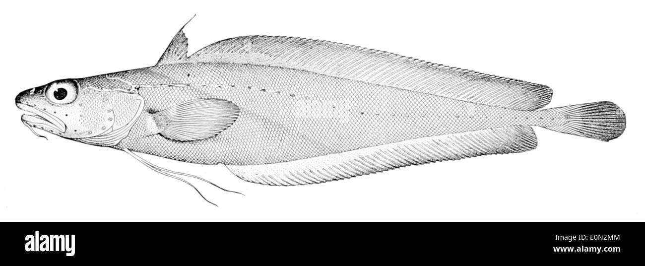 Long living species Black and White Stock Photos & Images - Alamy