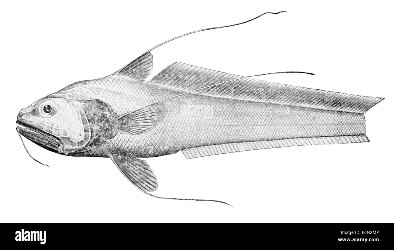 Gadomus hi-res stock photography and images - Alamy