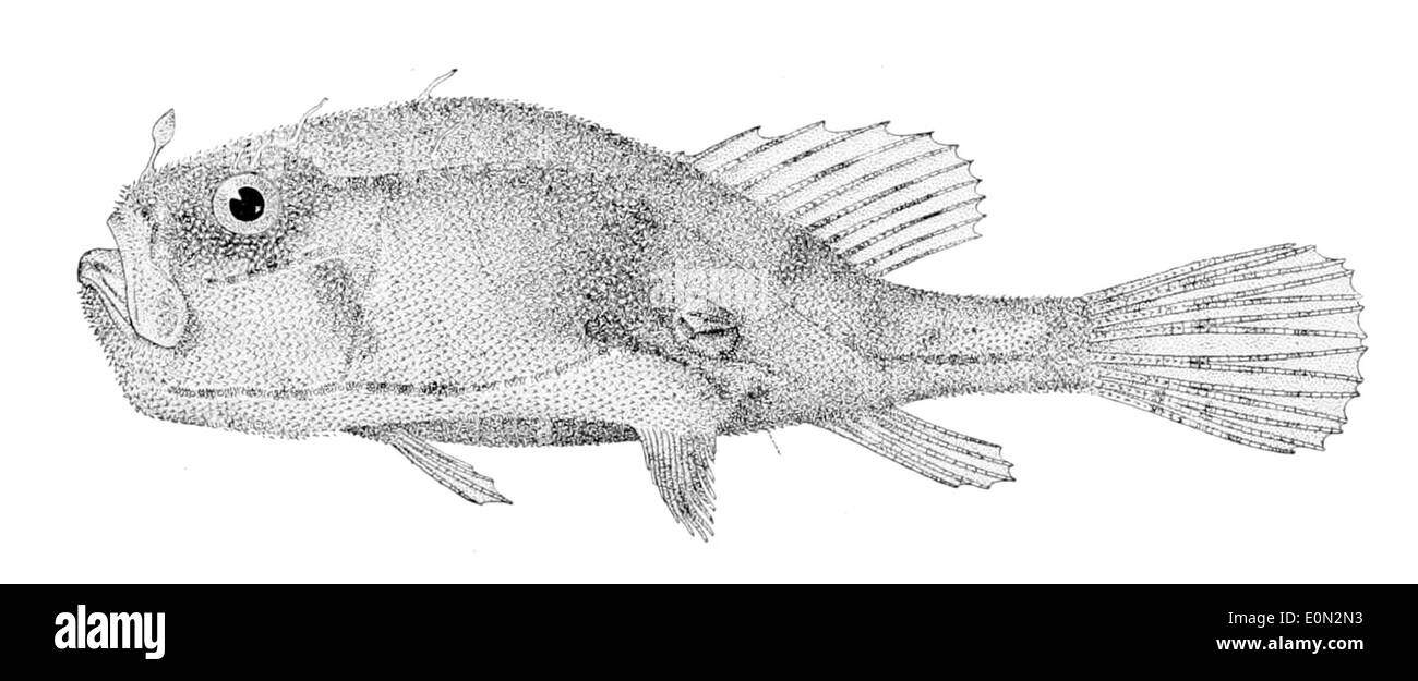 Chaunax umbrinus, also known as the black smooth-head, is a species of ...