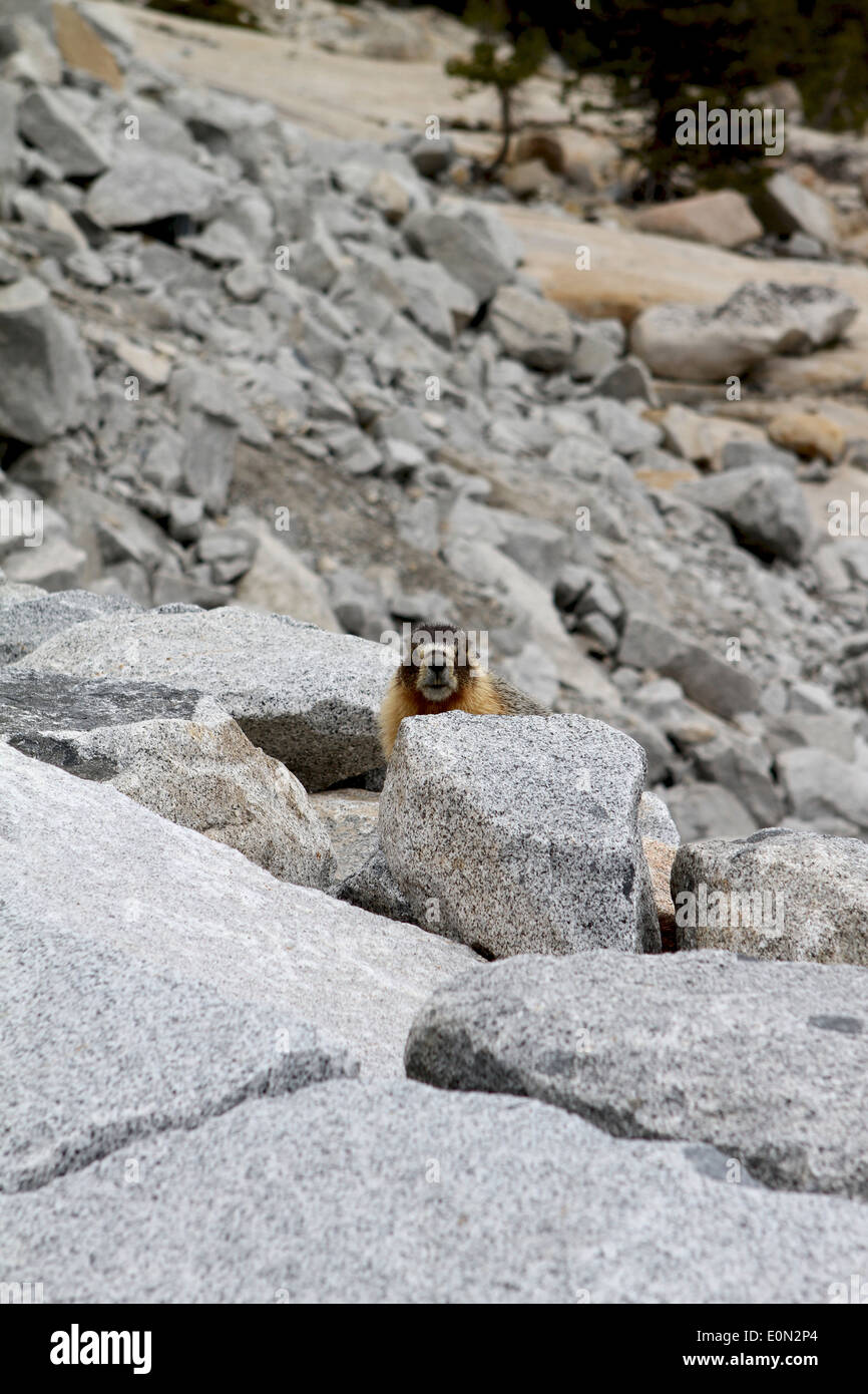 Yellow bellied marmots yosemite hi-res stock photography and images - Alamy