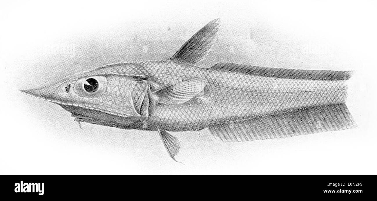 Coelorinchus aratrum hi-res stock photography and images - Alamy