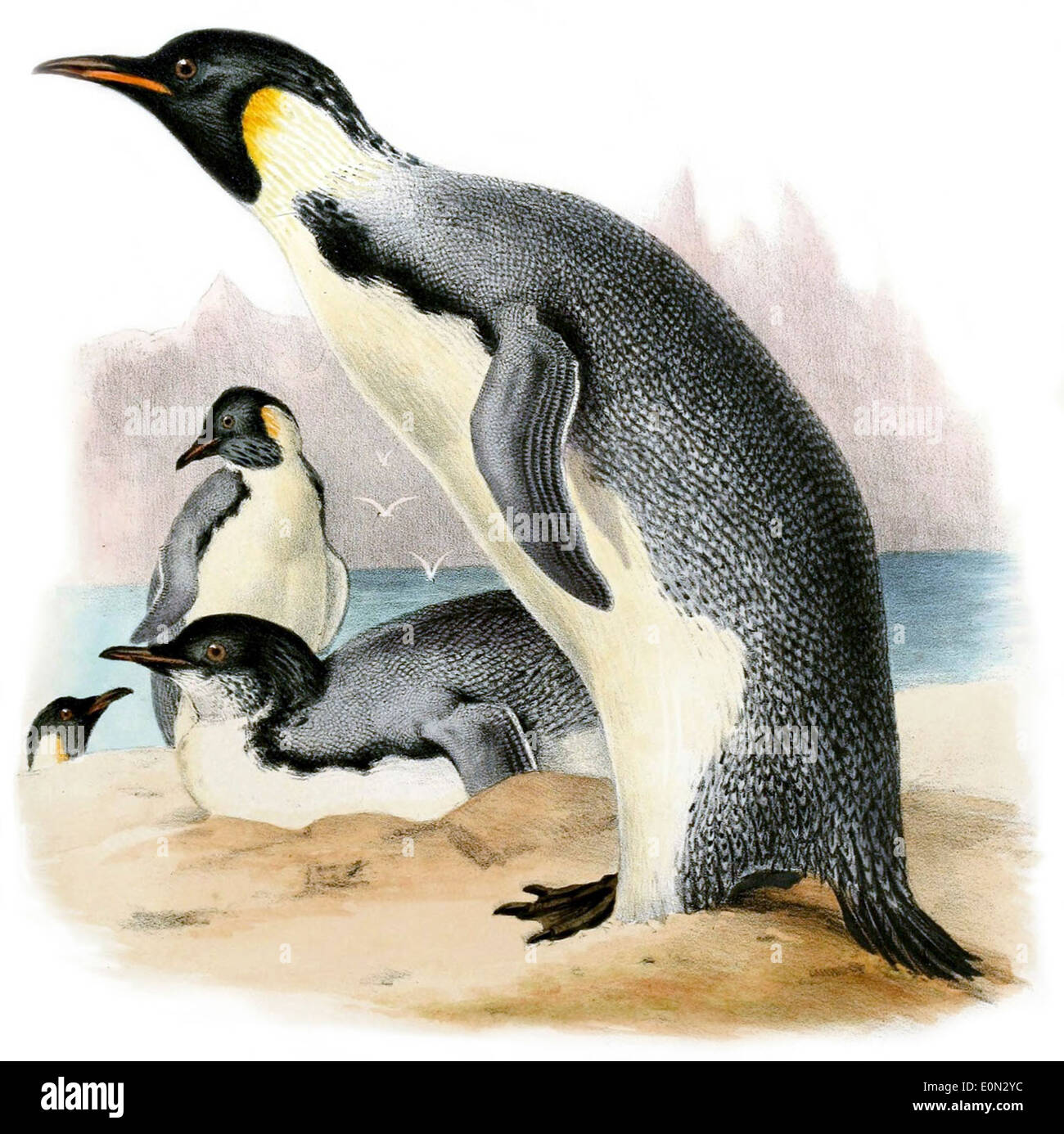 Aptenodytes forsteri, also known as the Emperor penguin, is the largest ...