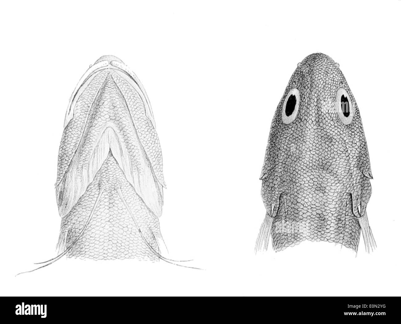 Deepwater species Cut Out Stock Images & Pictures - Alamy