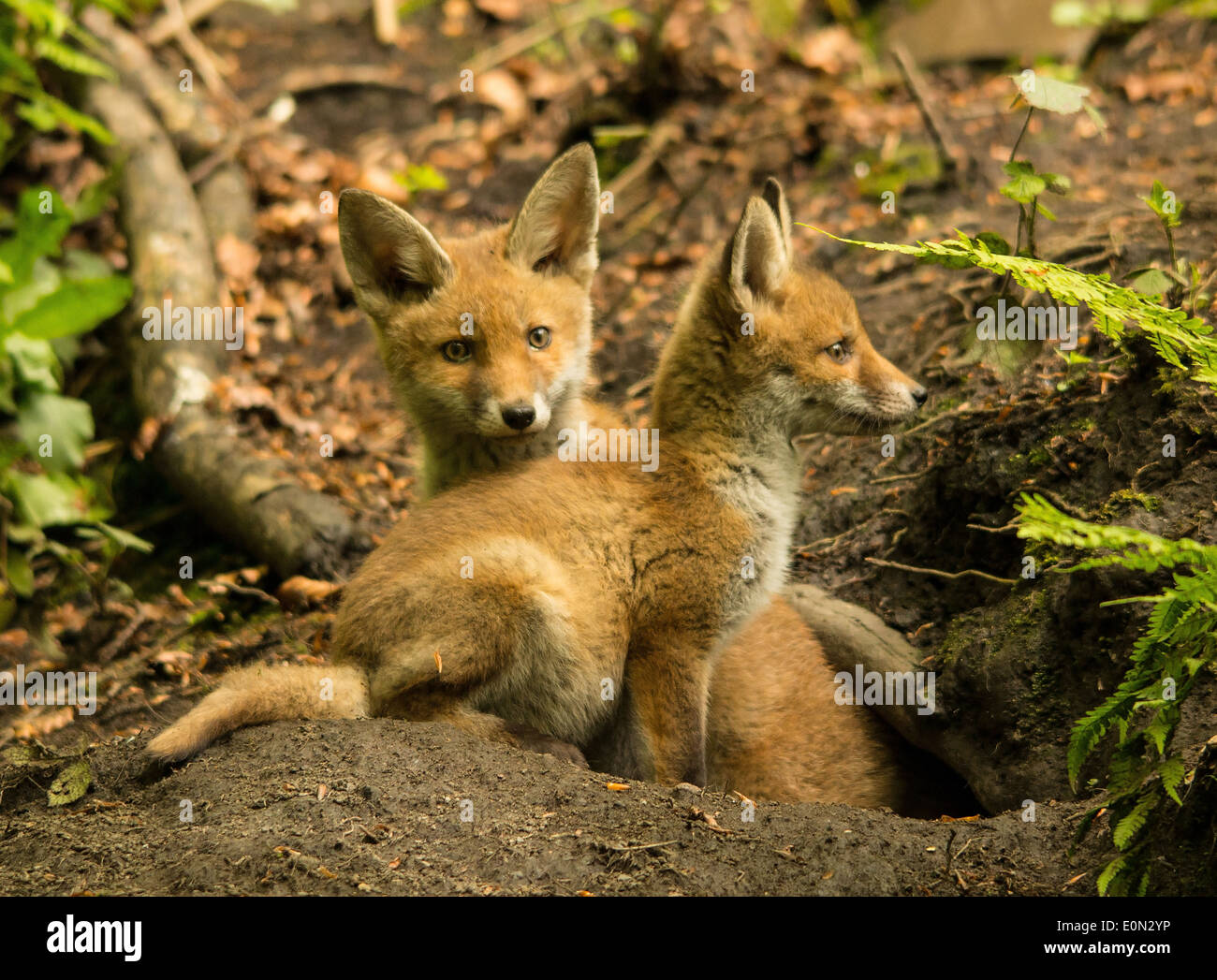red fox cubs Stock Photo - Alamy