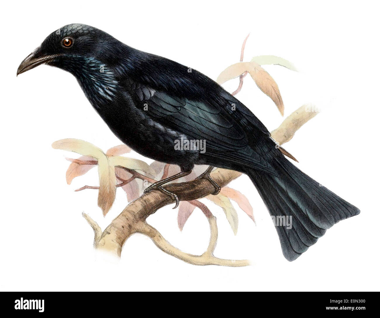 Dicrurus hottentottus striatus, a subspecies of the drongo bird, is ...