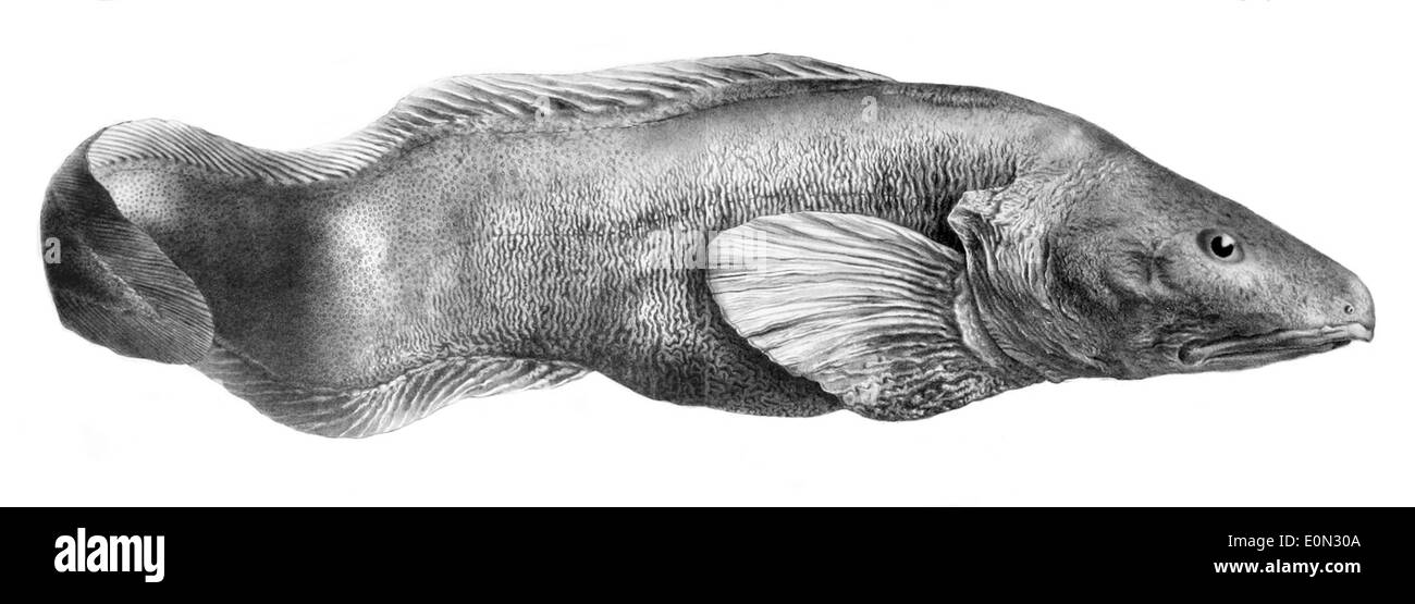 Skin of a fish Black and White Stock Photos & Images - Alamy